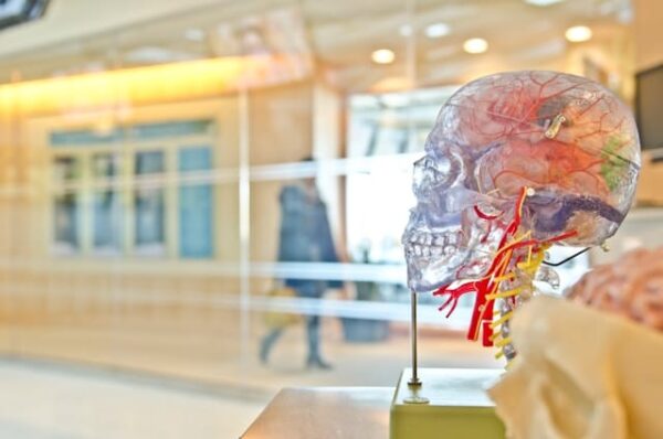 Why Brain Banks Are Goldmines for Brain Disease Research | Being Patient